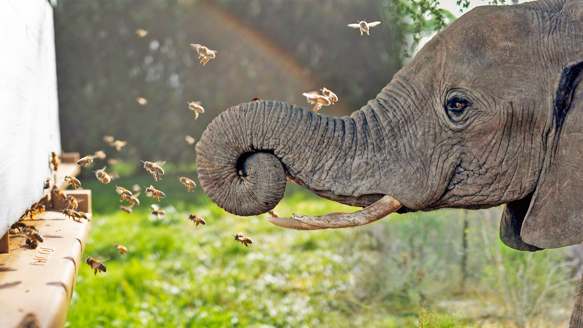 Activity to support sanctuary for rescued elephants at Boon Lott’s ...