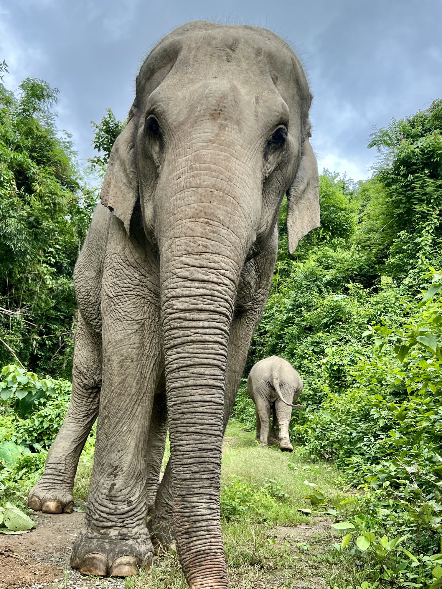 Activity to support sanctuary for rescued elephants at Boon Lott’s ...